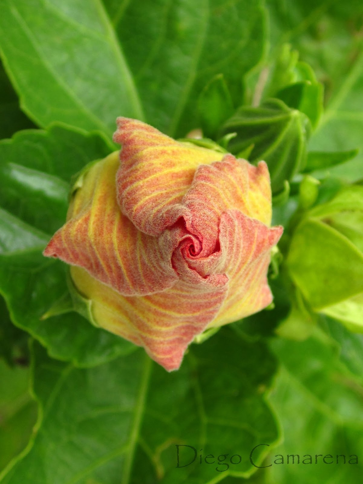 Fotografías de naturaleza: Flora variada en todas partes