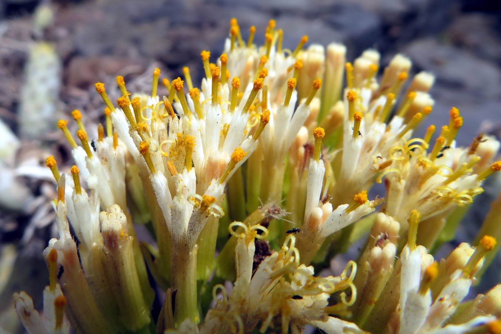 Kleinia neriifolia Haw.