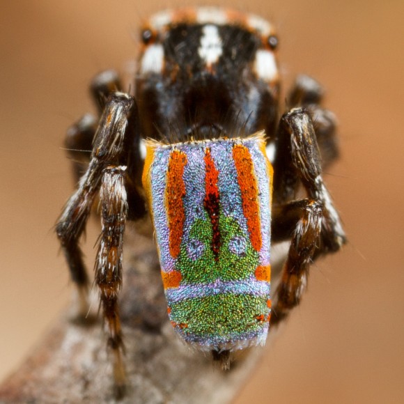 Creativity: Peacock spiders ... The world's most beautiful spiders