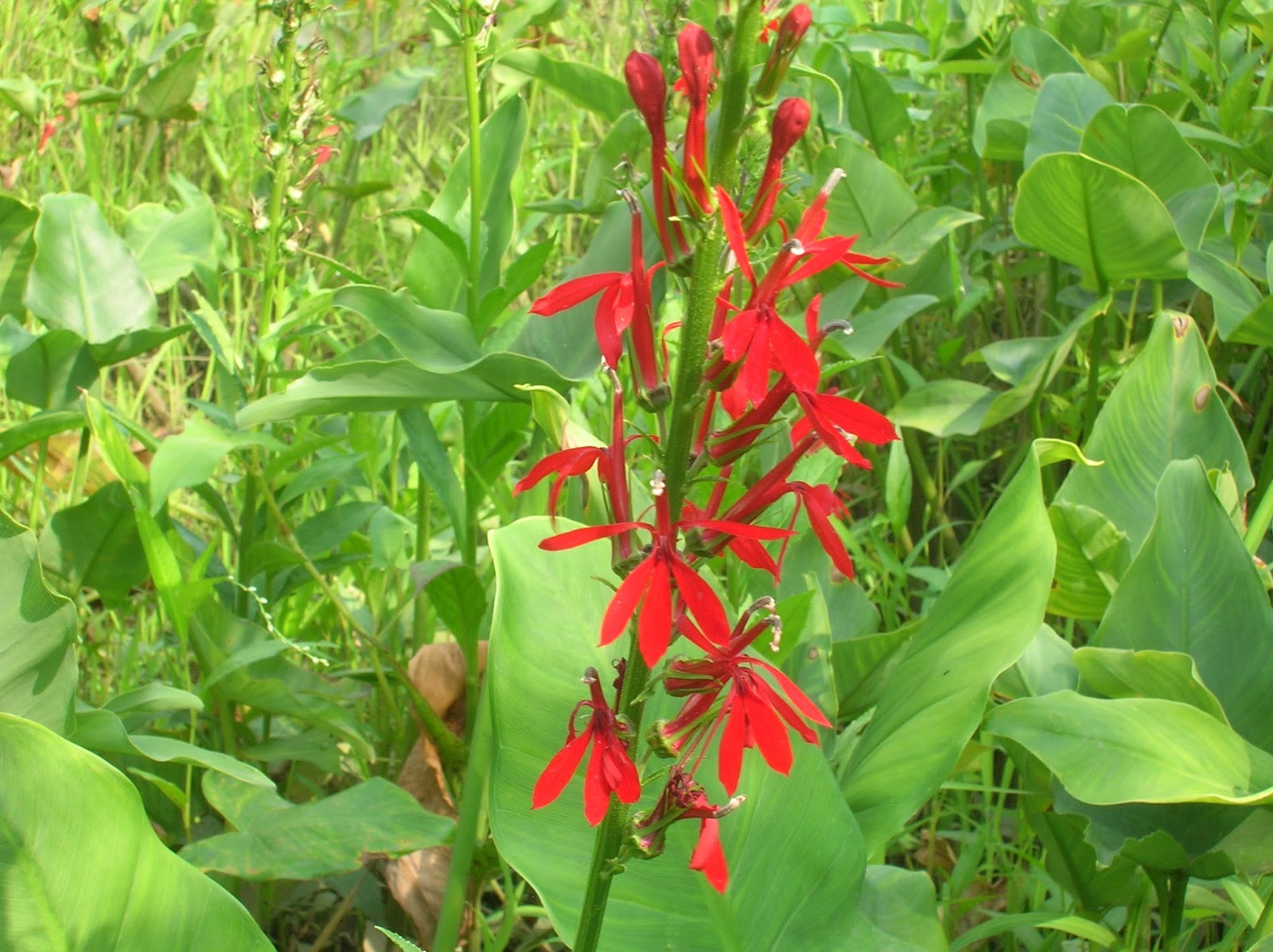 South Jersey Native Plants: August 2013 Plant of the Month - Cardinal ...