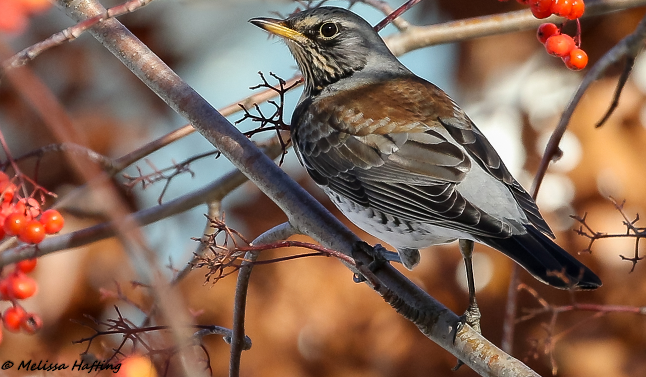 FIELDFARE!!!!!!!!!!