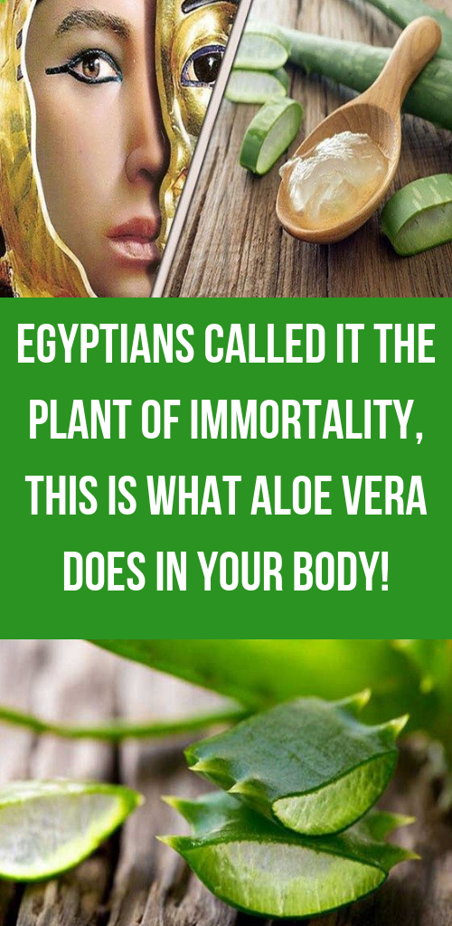 Egyptians Called It The Plant of Immortality, This is What Aloe Vera ...