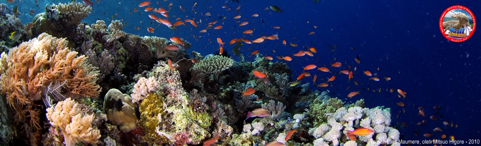 Jelajahi NTT (Mengenal Lebih Dekat NTT) - PLH Indonesia