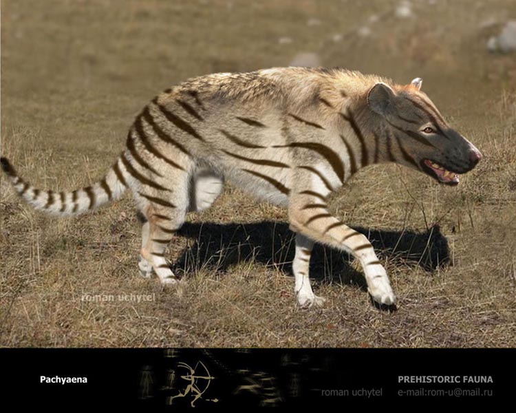 Kriptozoológia - Az állatvilág rejtélyes oldala: A gévaudani ragadozó ...