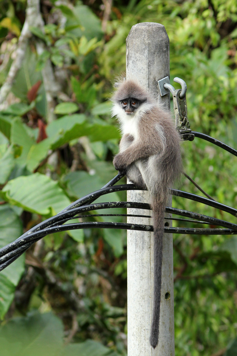 Unravel: Fraser's Hill: Day 1 & 2