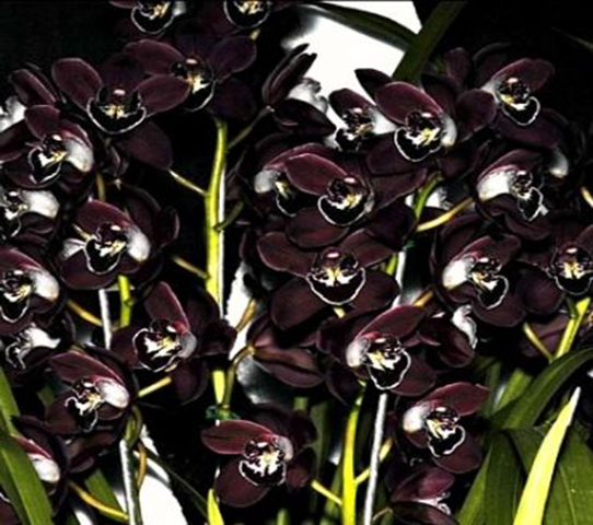 Koleksi Tanaman Hias: Anggrek Hitam