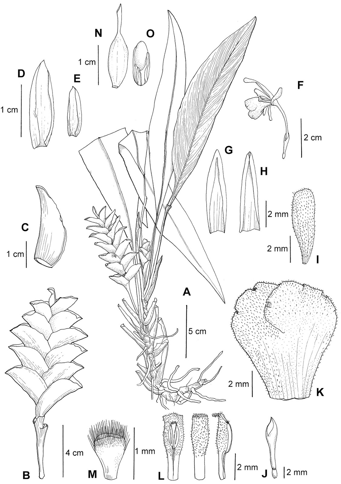 Species New to Science: [Botany • 2018] Scaphochlamys disticha ...