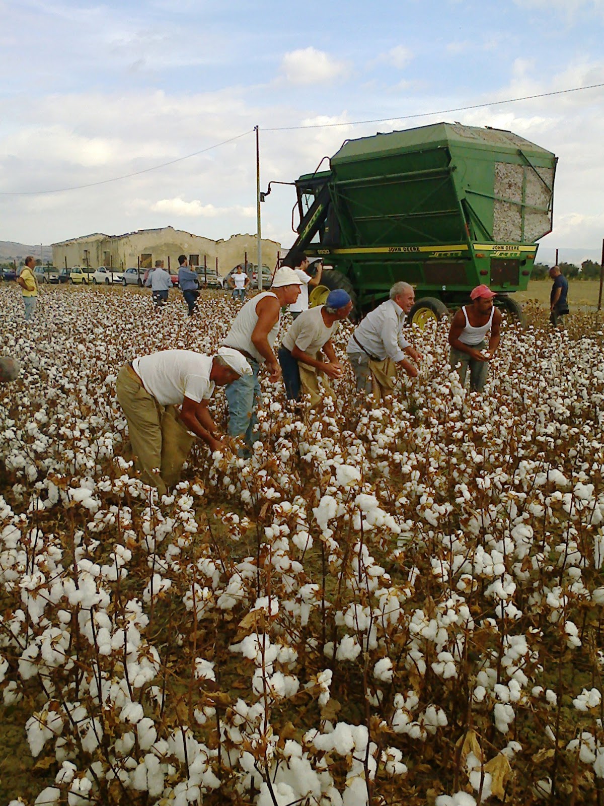 La raccolta del cotone