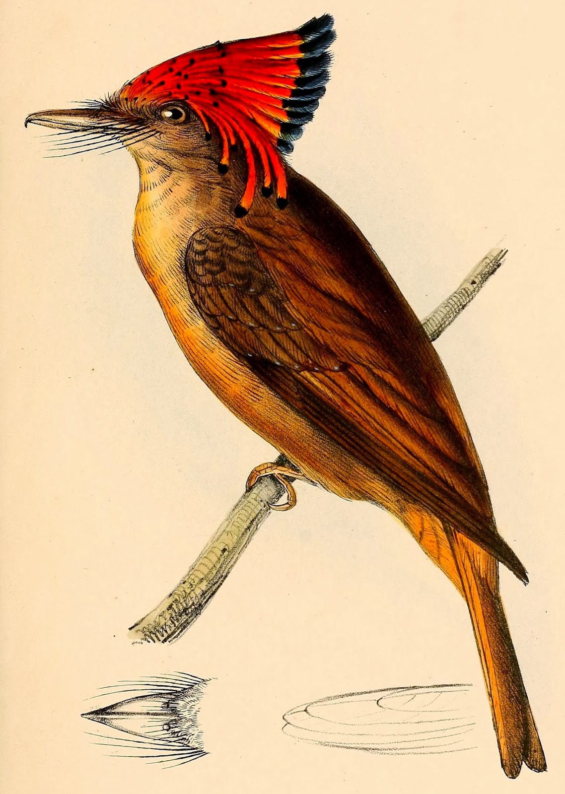 Travel & Tours: Royal Flycatcher