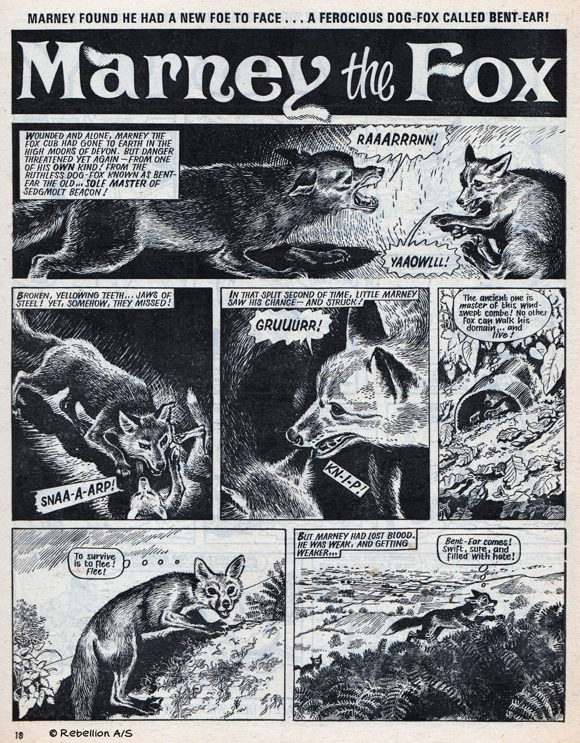 BLIMEY! The Blog of British Comics: More about Marney the Fox...