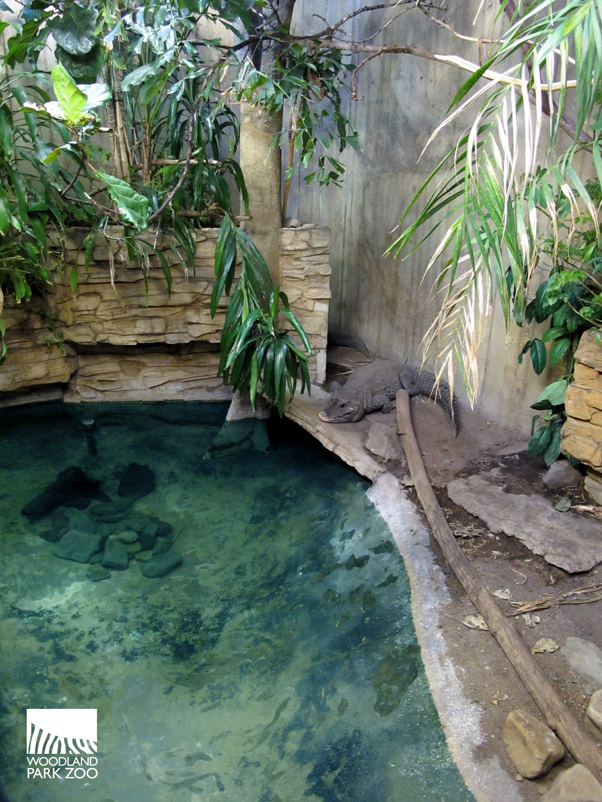 After a while, crocodiles