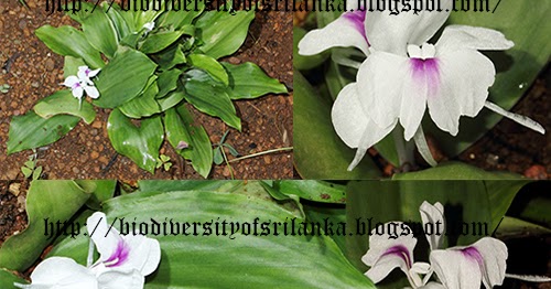 Biodiversity of Sri Lanka: හිඟුරු පියලි[Hinguru Piyali] (Kaempferia ...