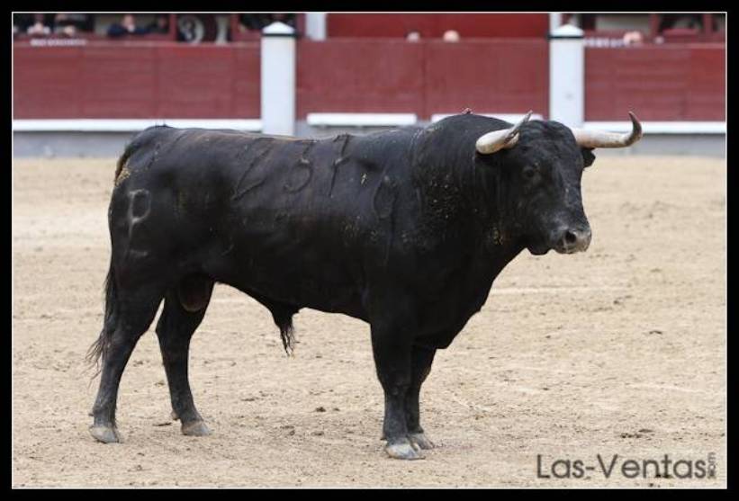 Caras de toros - Imagui