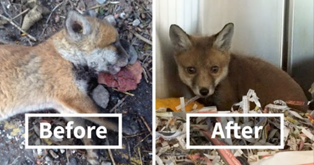 White Wolf : “Dead” Baby Fox Is Brought Back To Life By A Loving Man