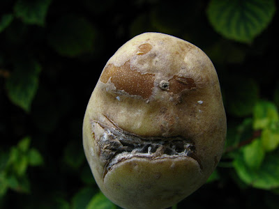 LB55'55-Emiel-on-the-blog: Undead Potato Zombie