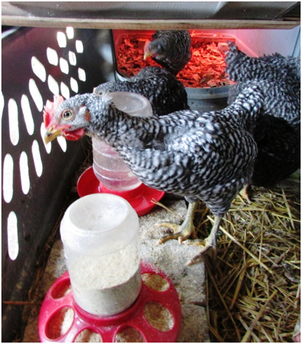 The American Haggard Housewife: Cluck, Cluck: Part 2 of Our Chicken ...