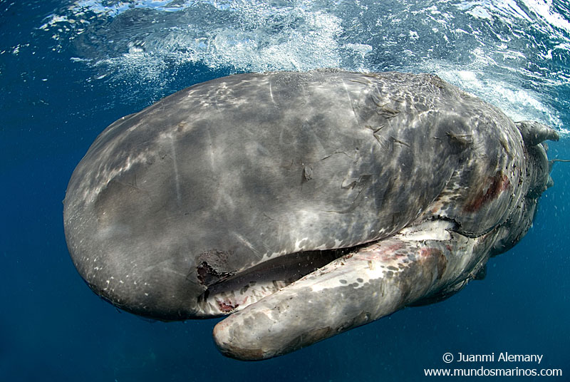 El ojo del buitre: Cachalote (Physeter macrocephalus)