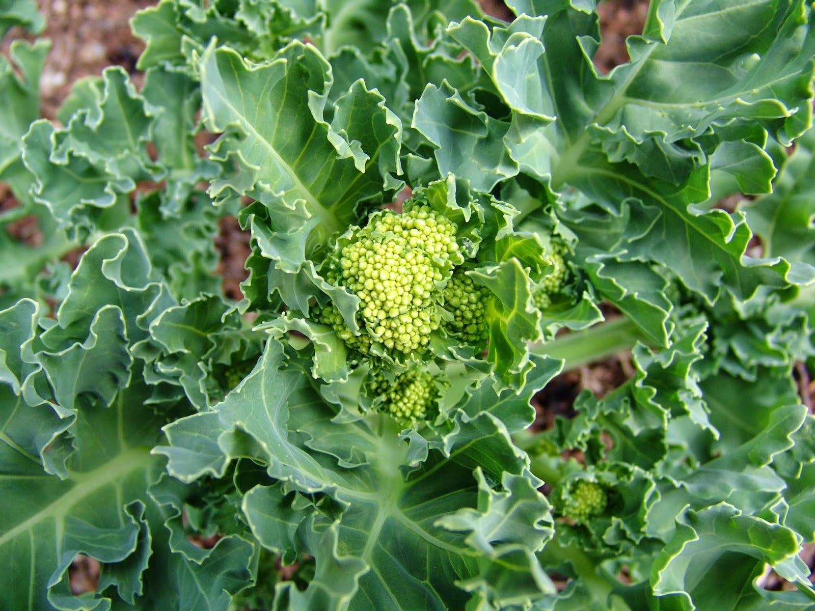 SITKAVORES: PERENNIAL VEGETABLES