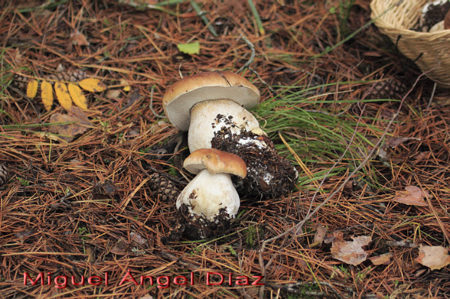 Cuaderno de Campo: Hongo blanco, hongo calabaza (Boletus edulis)