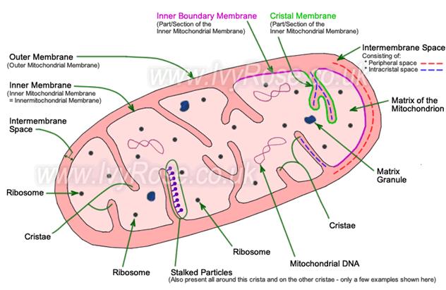 Plant Cell-an introduction ~ Dhiraj's Blog