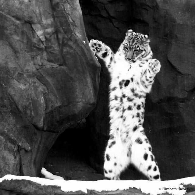 Green Cat Photography: Dancing Snow Leopard