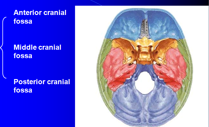 NEUROINFORMAÇÃO: A fossa posterior