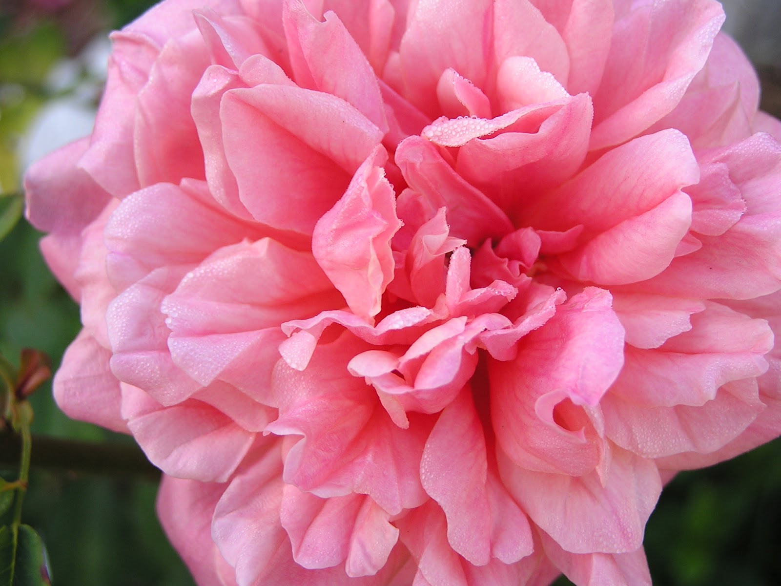 ROSEGASMS: March 2012