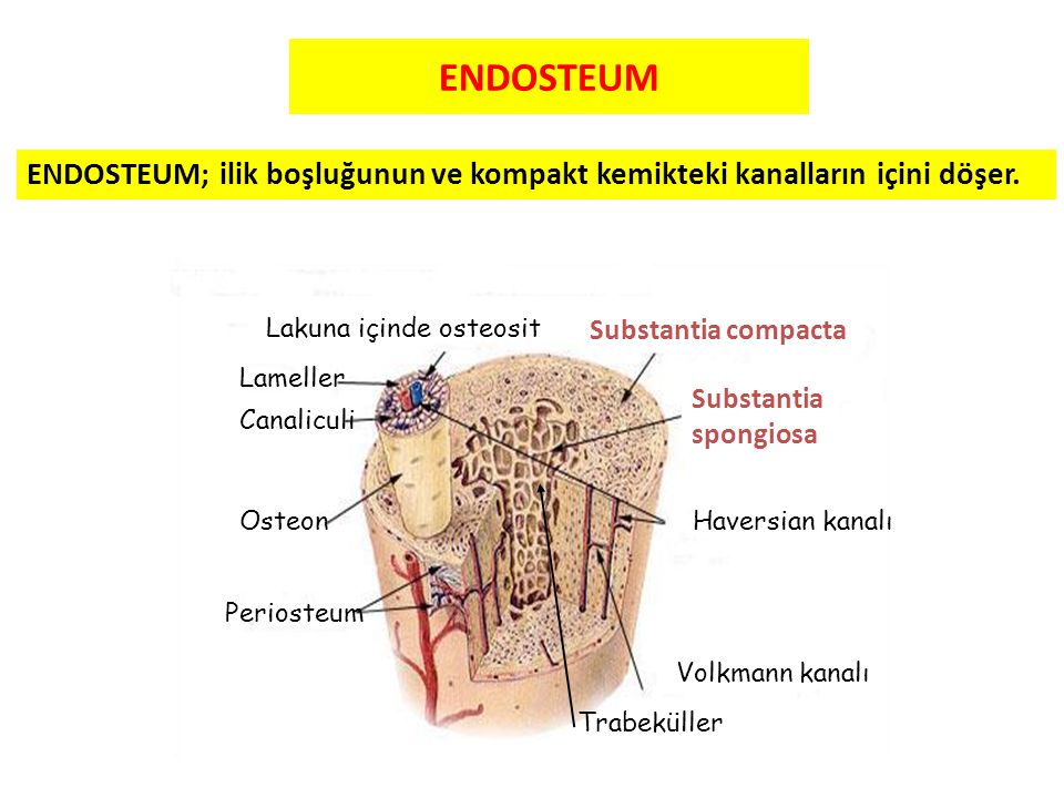 Veteriner Hekimim - Canlılar Blogu: ANATOMİ-I KEMİK BİLİMİ VE KEMİKLER