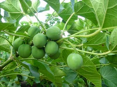 WOW... Ada Banyak Manfaat Dari Tanaman Pagar Pohon Jarak, Mulai dari ...