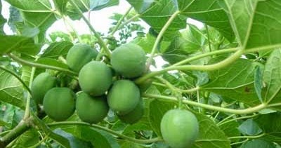 WOW... Ada Banyak Manfaat Dari Tanaman Pagar Pohon Jarak, Mulai dari ...