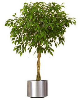 Bilgi Paylaşma Sitesi: Benjamin Çiçeği, Benjamin Bitkisi Bakımı ...