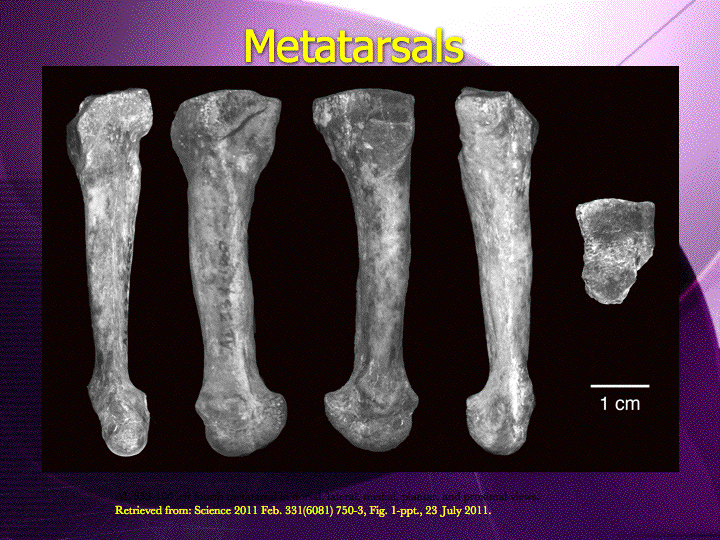 The Ambling Australopithecine