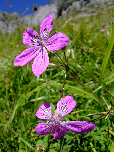 PASOS: diciembre 2016