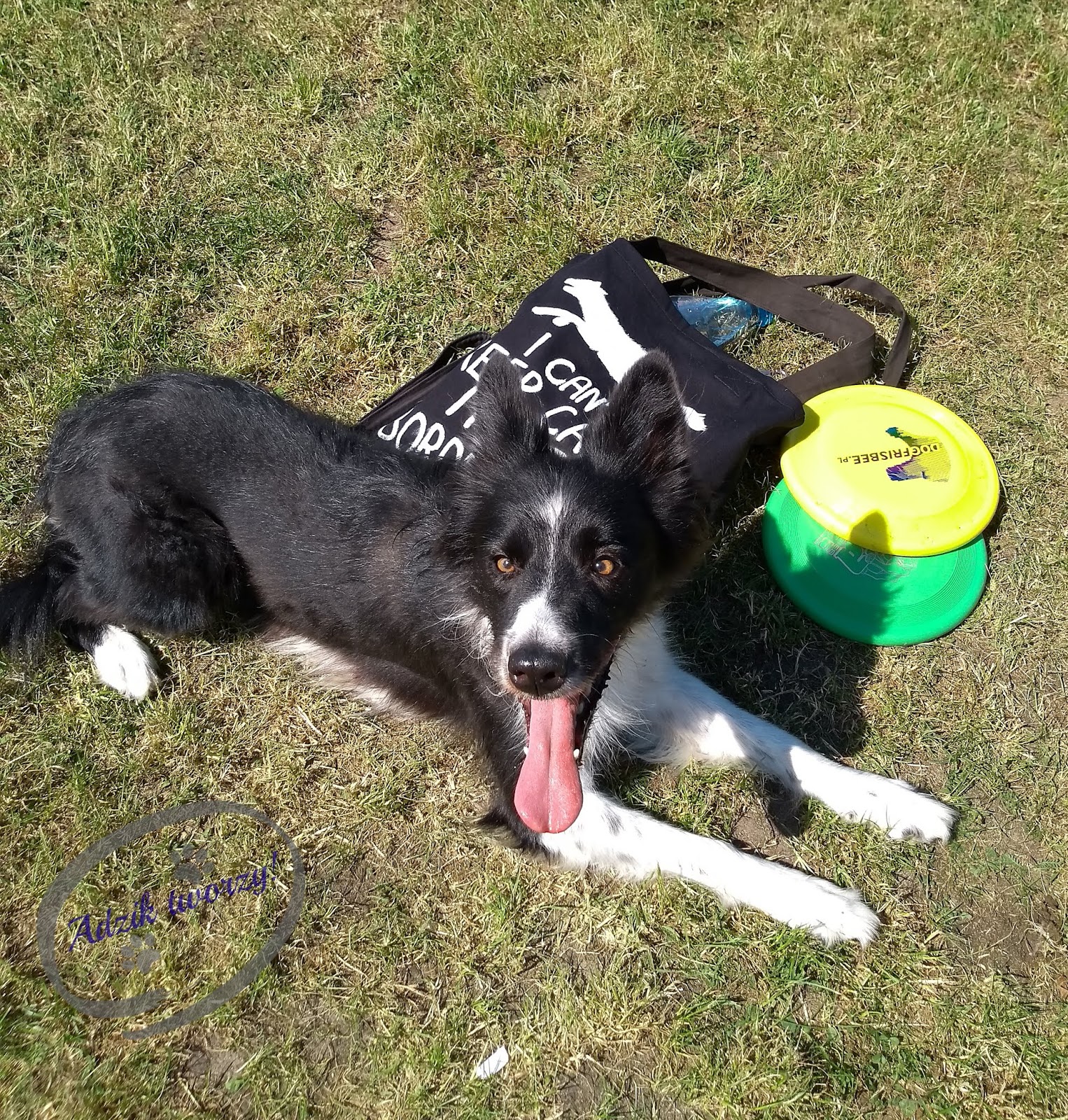 I can't keep calm - torba handmade dla właściciela border collie ...