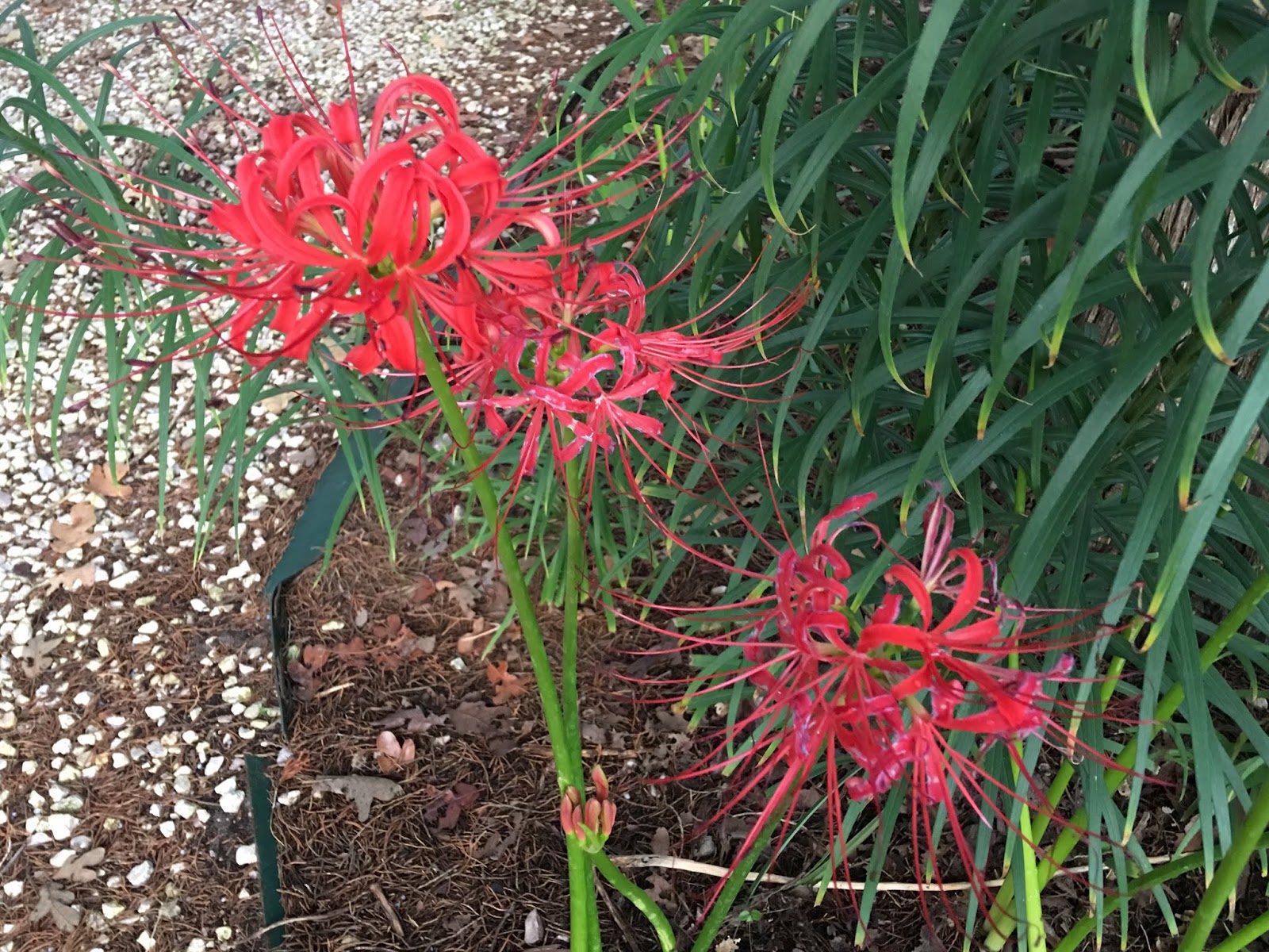 Lisa Bonassin's Garden: Hurricane Lilies August 19, 2018