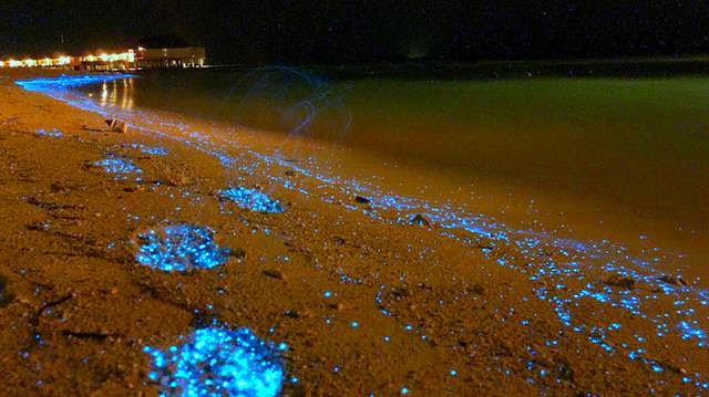 Sea of Stars, Vaadhoo Island, Maldives - Things to do before you D.I.E