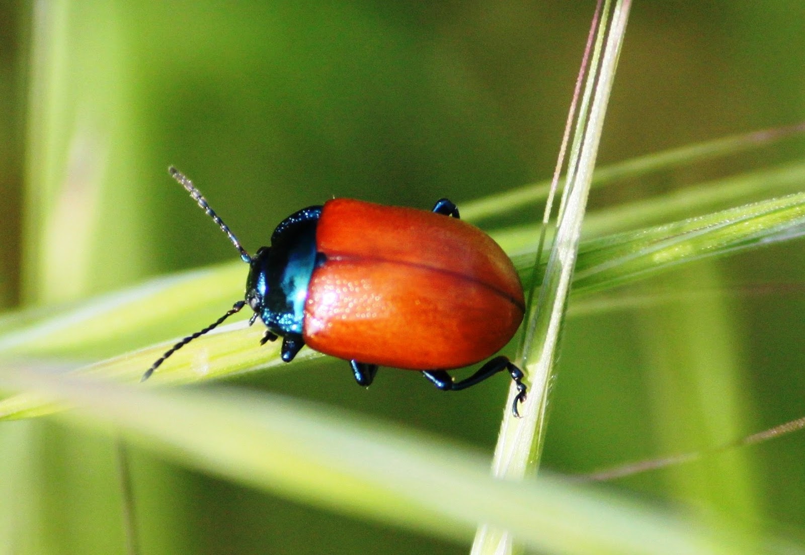 Paolo Bostjancic photographer: insetti