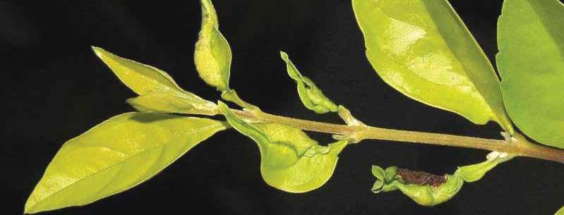 ENTOMOLOGÍA AGRÍCOLA