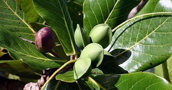 shiatoshi: Indian Almond: Description and its uses