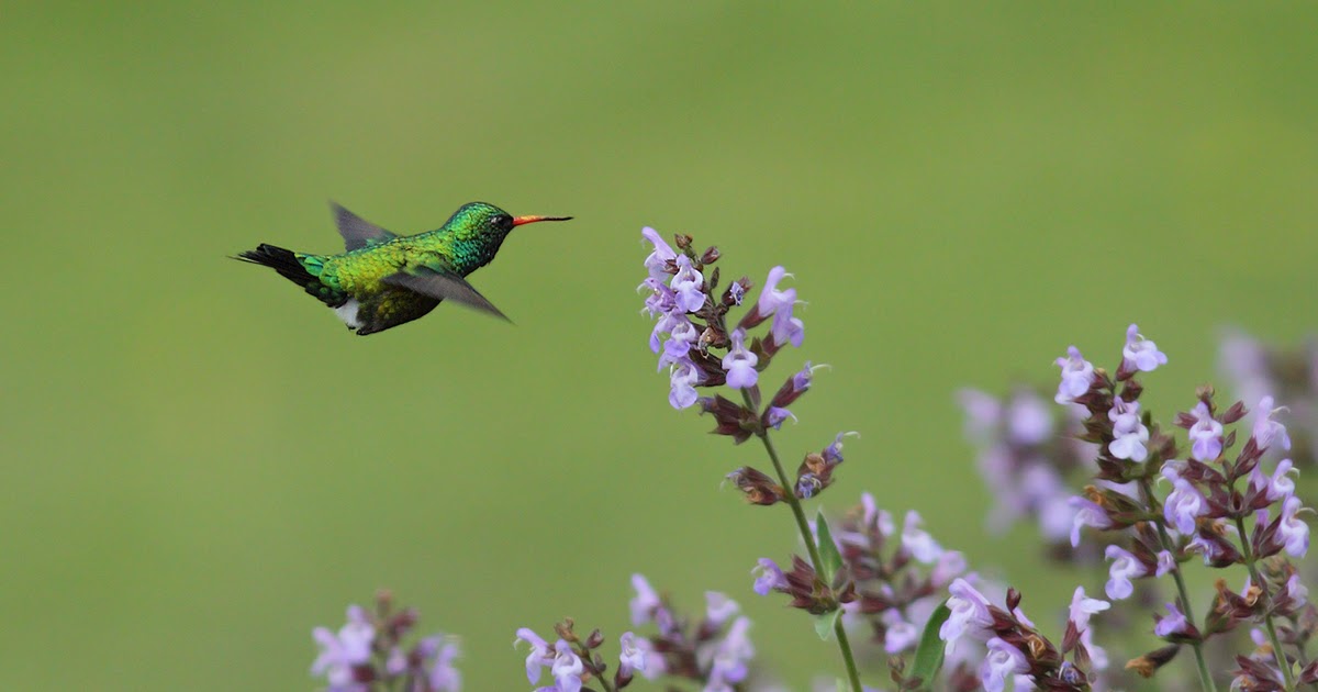 mis fotos de aves: Chlorostilbon lucidus Picaflor Verde Glittering ...