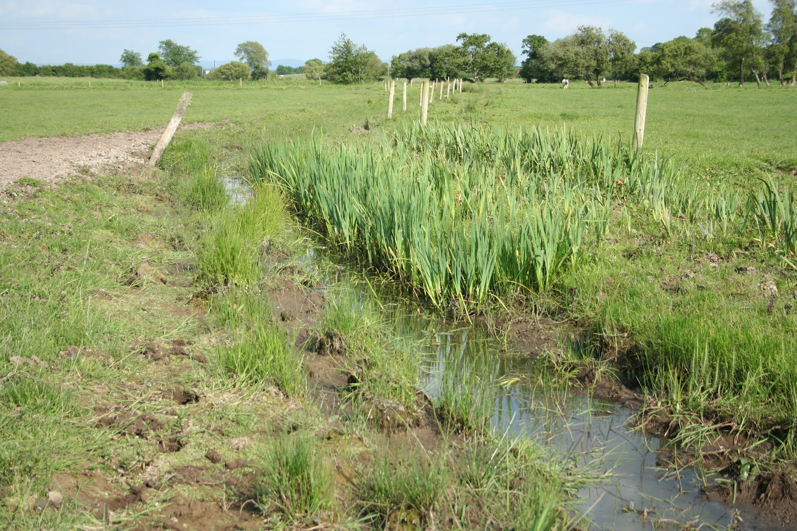 By the Waters Edge: Breeding Wader Ecology