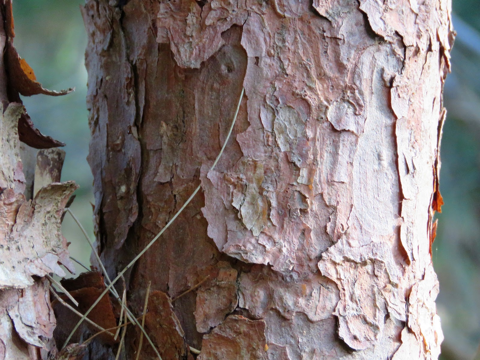 Manga's red pine a treat for children