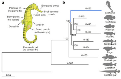 Sandwalk: Do seahorses evolve faster?
