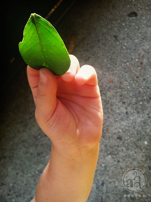 exciting fall yard finds and nature crafts | artsy ants