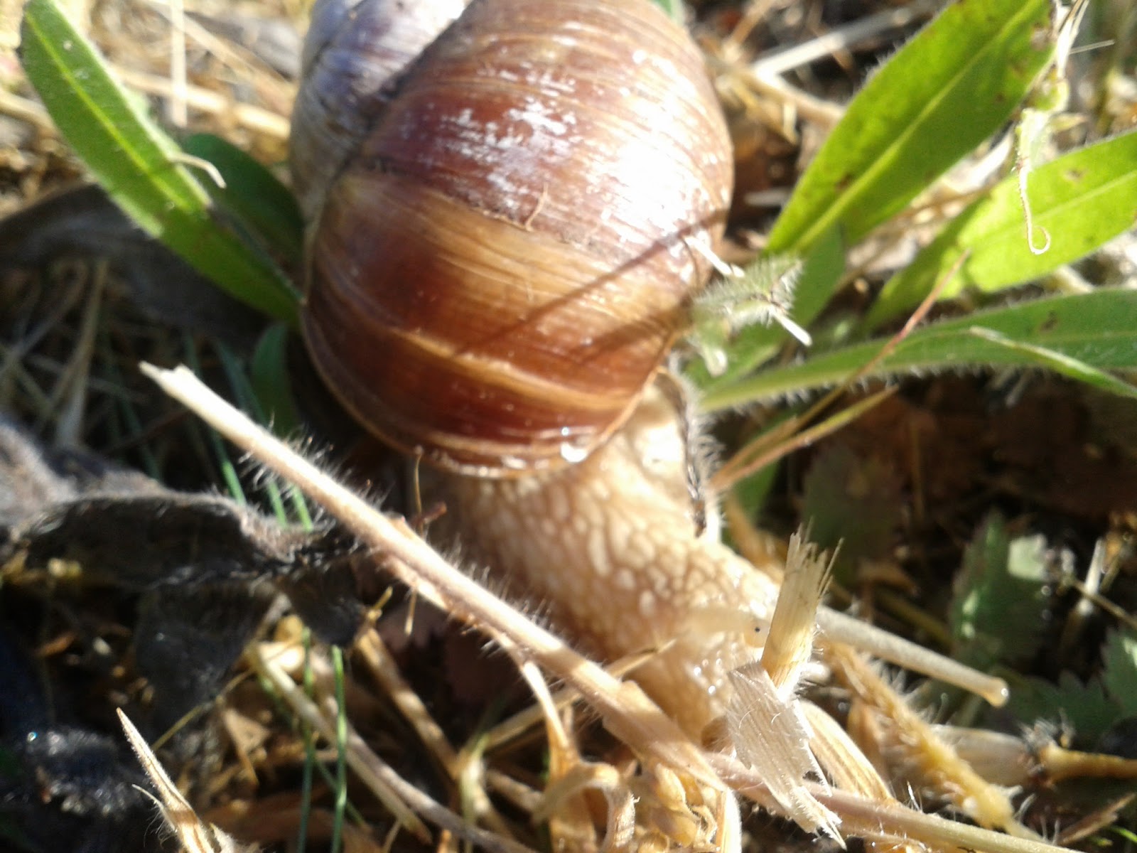 Éti csigák | Fotózunk...