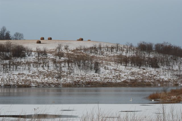 Trumpeter Swans in Ohio | Outdoors | Before It's News