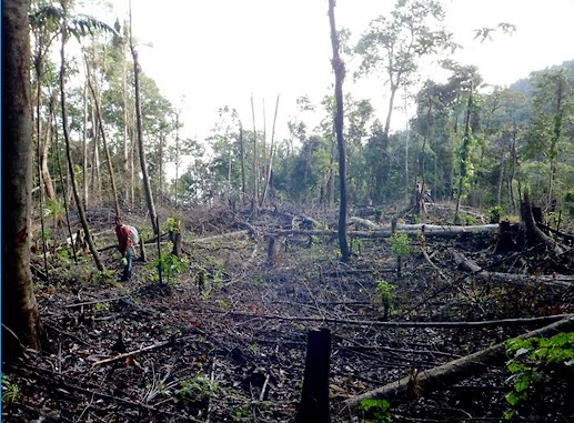 DEFORESTACIÓN AMBIENTAL EN HONDURAS