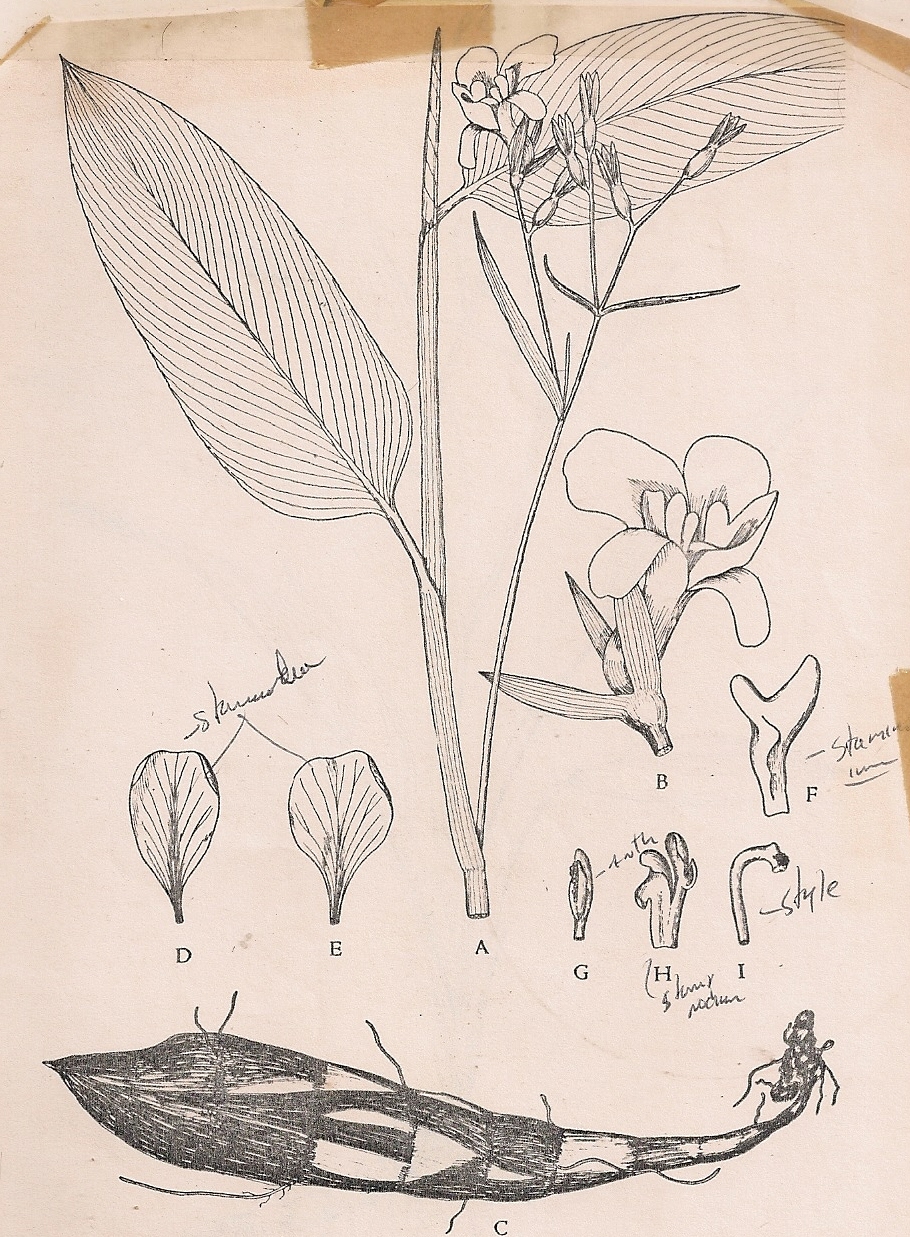 PLANT FAMILIES OF PUERTO RICO AND FLORIDA PAPO VIVES: MARANTACEAE ...