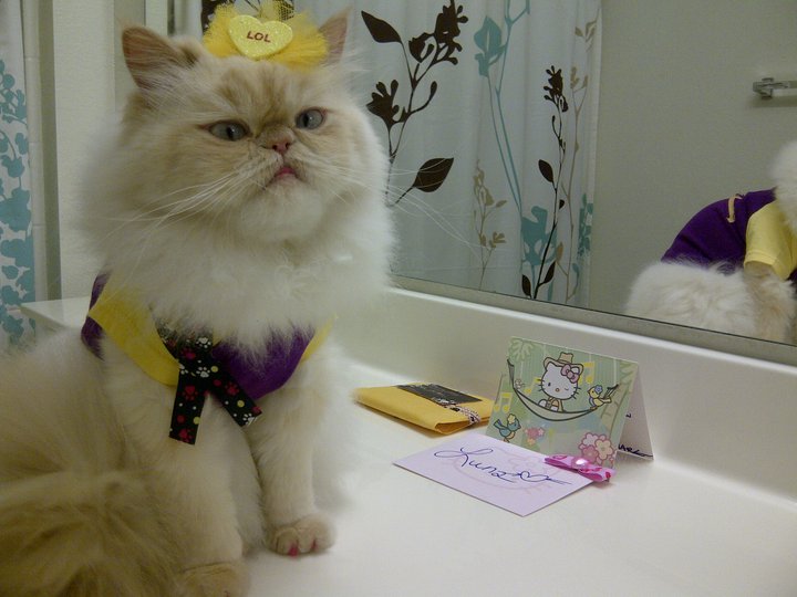 Catsparella: The Rise of Luna the Fashion Kitty
