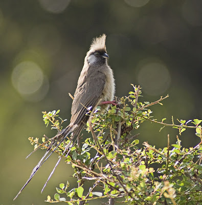 Birding in Africa: Afrotropical birds